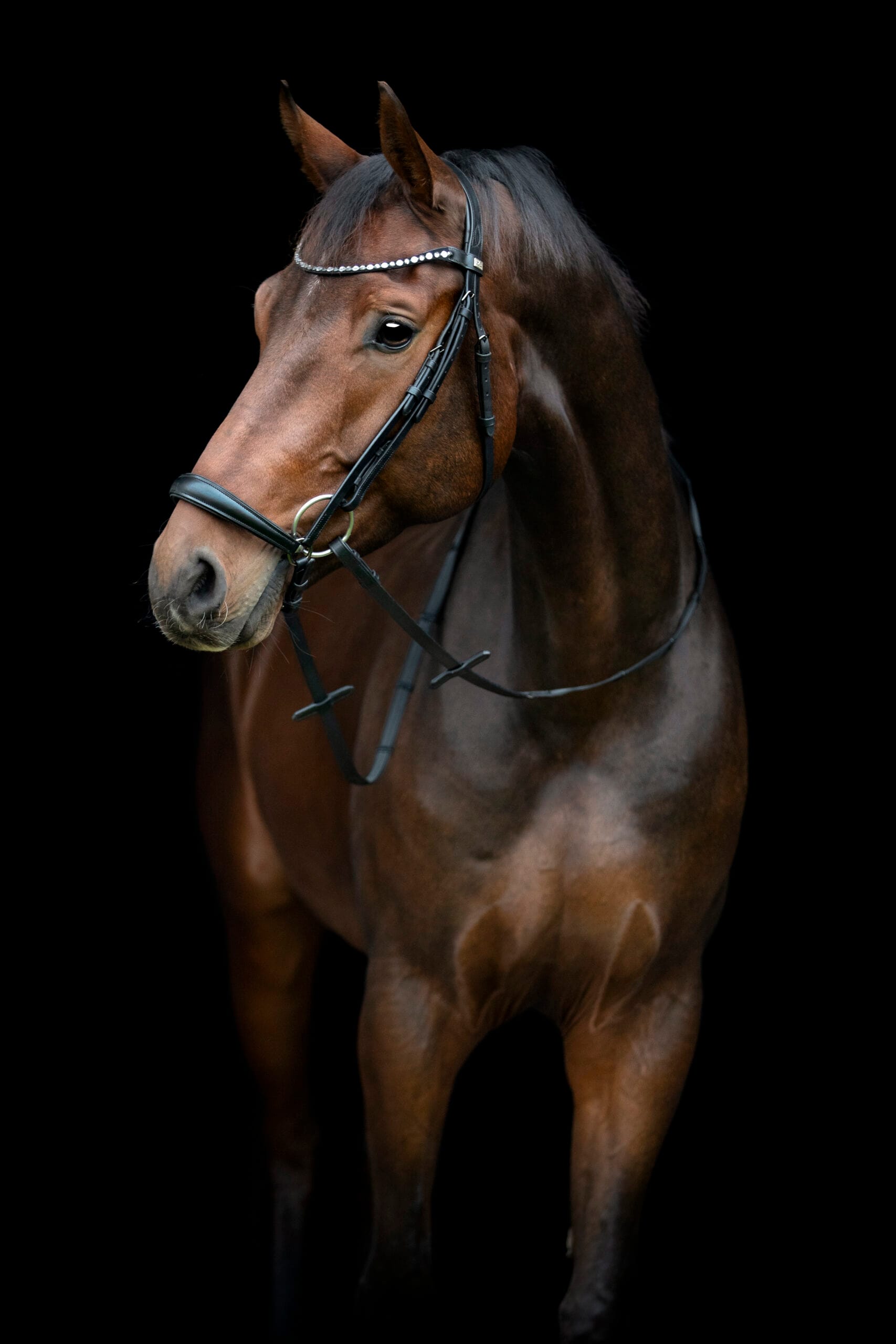 HorseGuard Cryll 25.2 träns m/remontnosgrimma - VB Ridsport