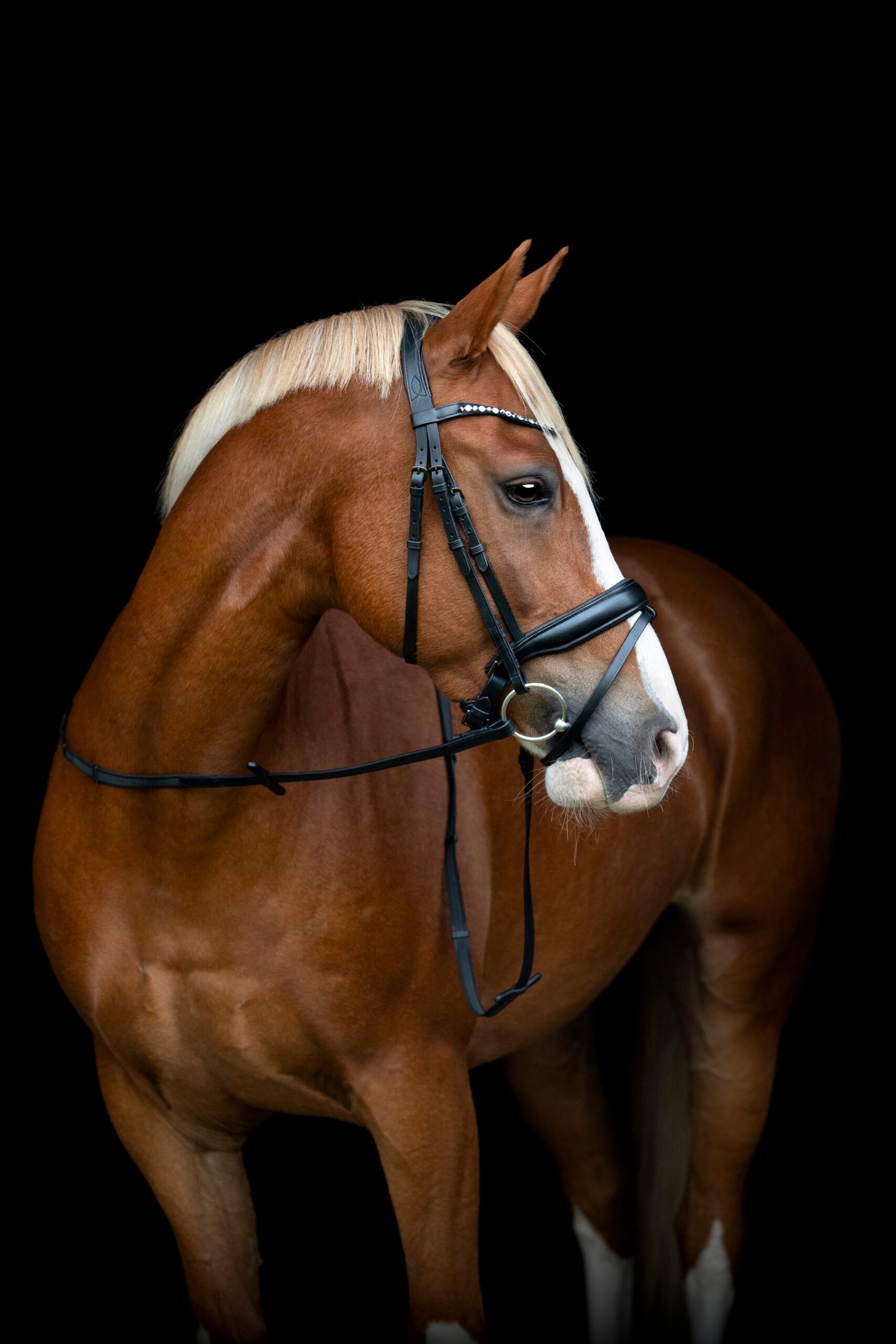 HorseGuard Cryll 25.2 träns komb. NG m/pullback - VB Ridsport