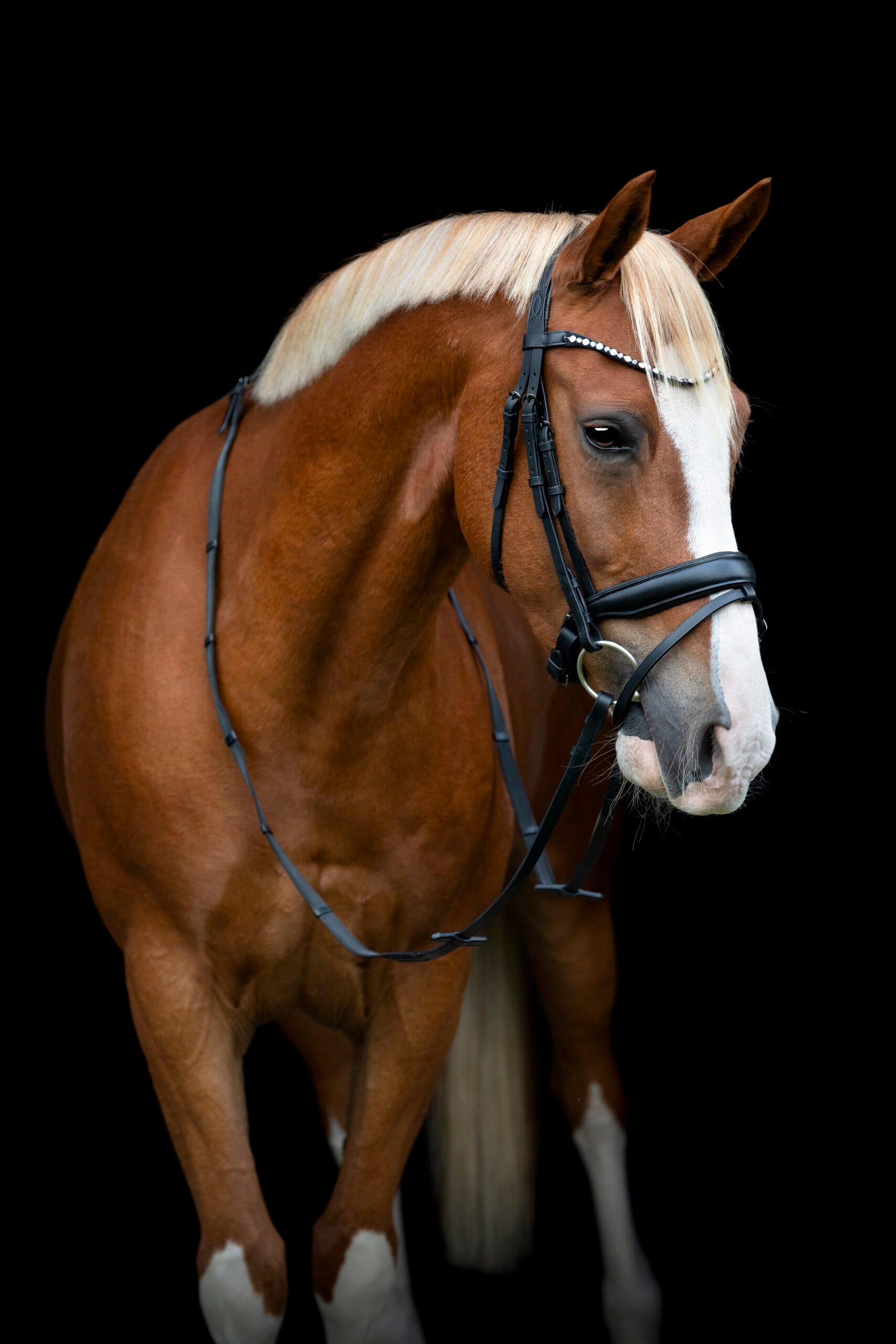 HorseGuard Cryll 25.2 träns komb. NG m/pullback - VB Ridsport