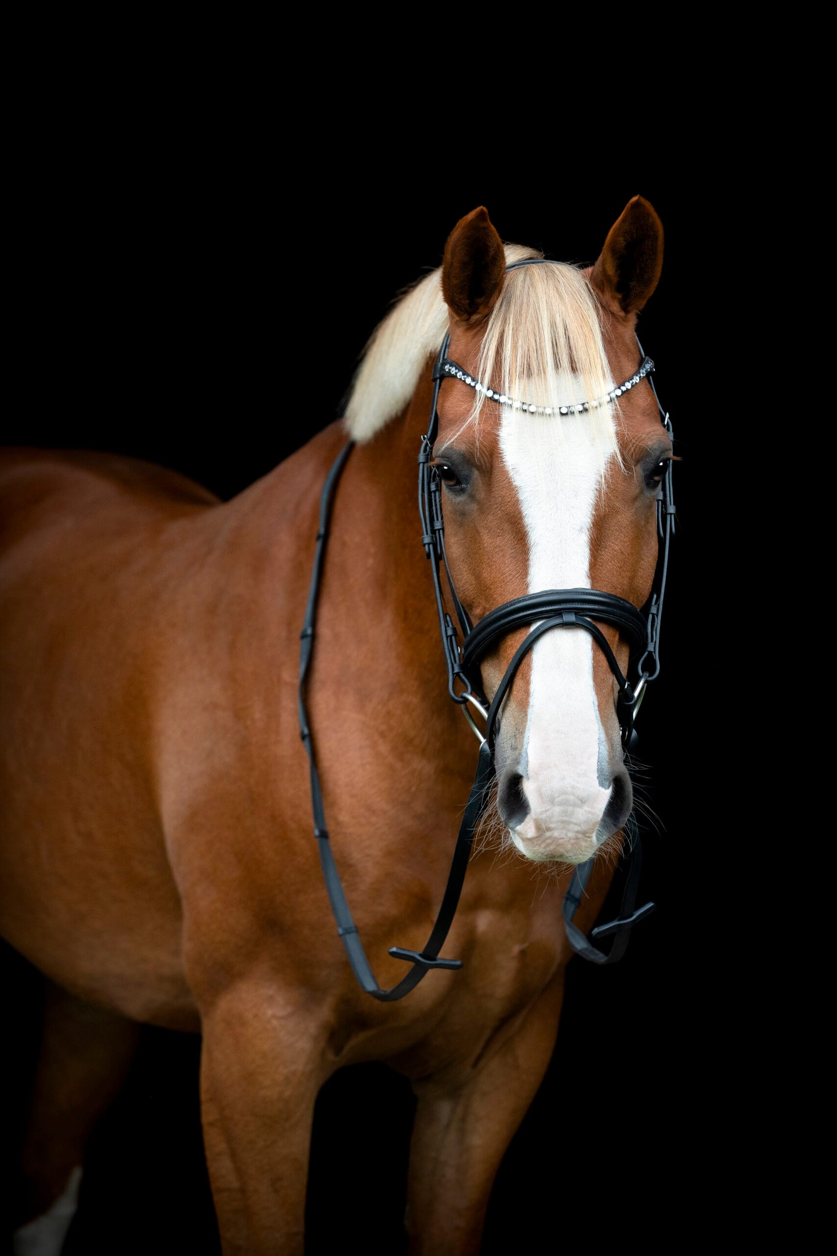 HorseGuard Cryll 25.2 träns m/komb. NG – VB Ridsport